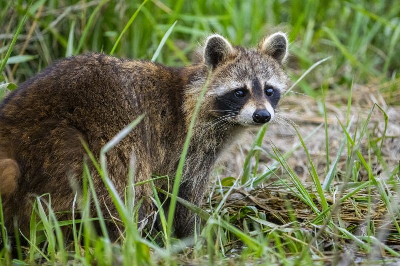 Get Racoon Removal - Schedule Service Today